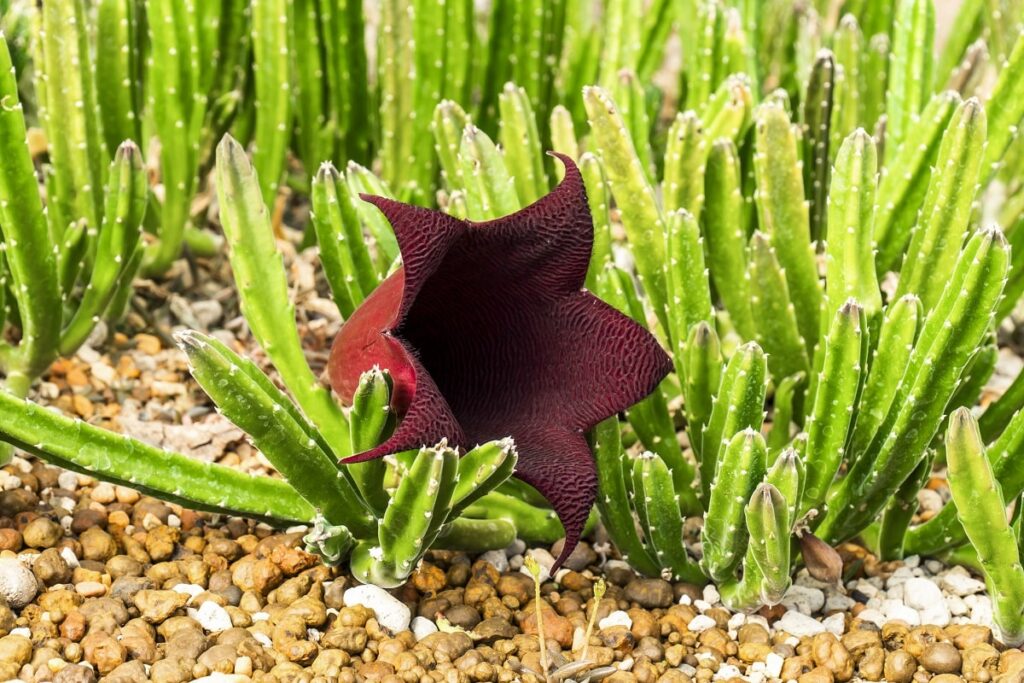 STAPELIA: Características y Cuidados de este original cactus