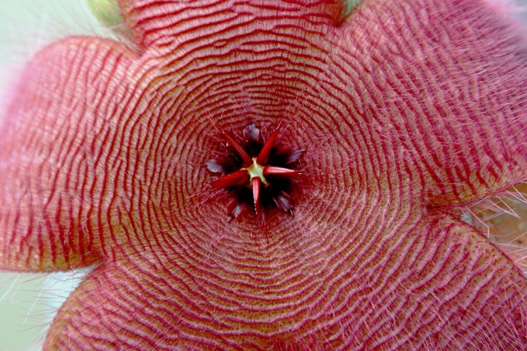 STAPELIA: Características y Cuidados de este original cactus
