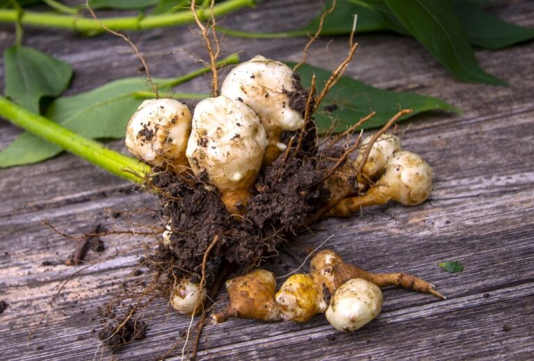 ¿Qué es el Tupinambo? Propiedades importantes y Cultivo