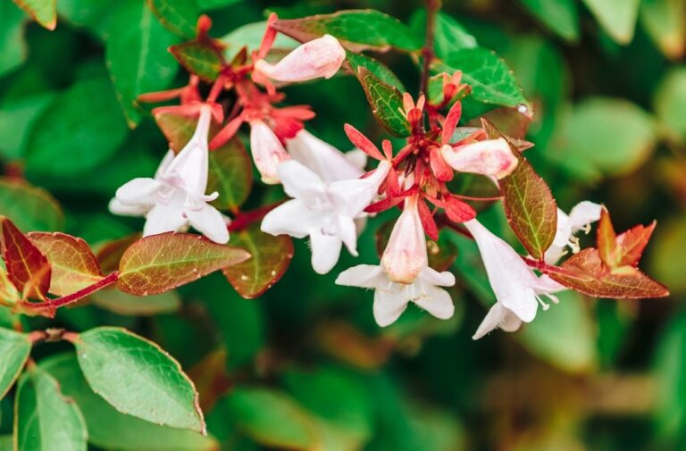 ABELIA - Características, Variedades y Cuidados importantes