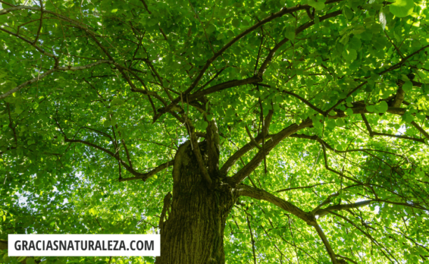 TILO - Variedades y propiedades del fantástico árbol de sombra