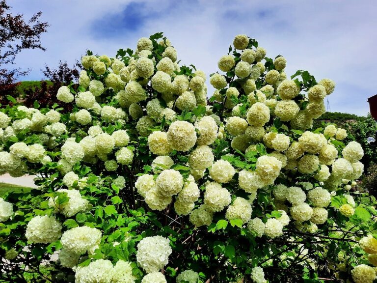 Mundillo (Viburnum opulus) - Características y cuidados fáciles
