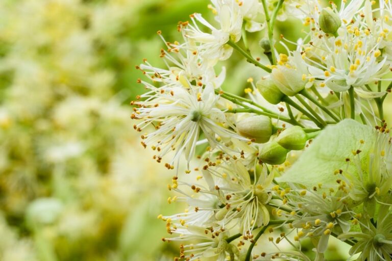TILO - Variedades y propiedades del fantástico árbol de sombra
