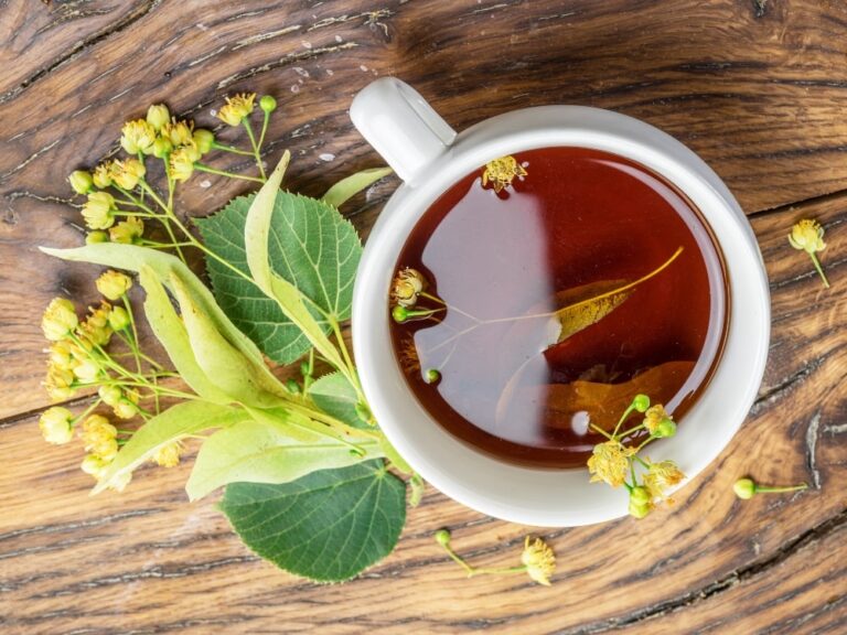 TILO - Variedades y propiedades del fantástico árbol de sombra