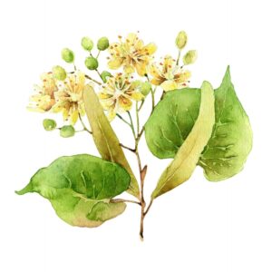 TILO - Variedades y propiedades del fantástico árbol de sombra