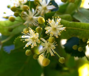 TILO - Variedades y propiedades del fantástico árbol de sombra