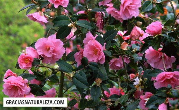 Camelia: Cuidados y Características de la flor más elegante