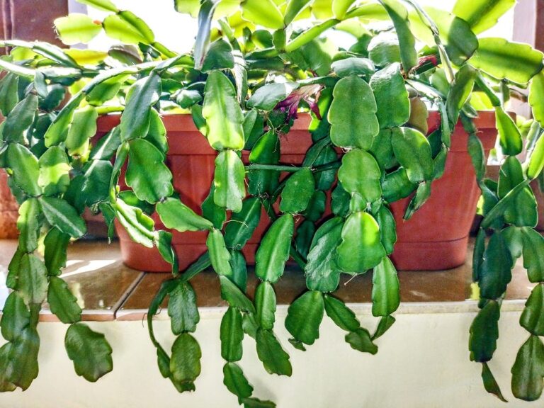 Cactus de navidad: Los 7 Cuidados imprescindibles (GUÍA fácil)