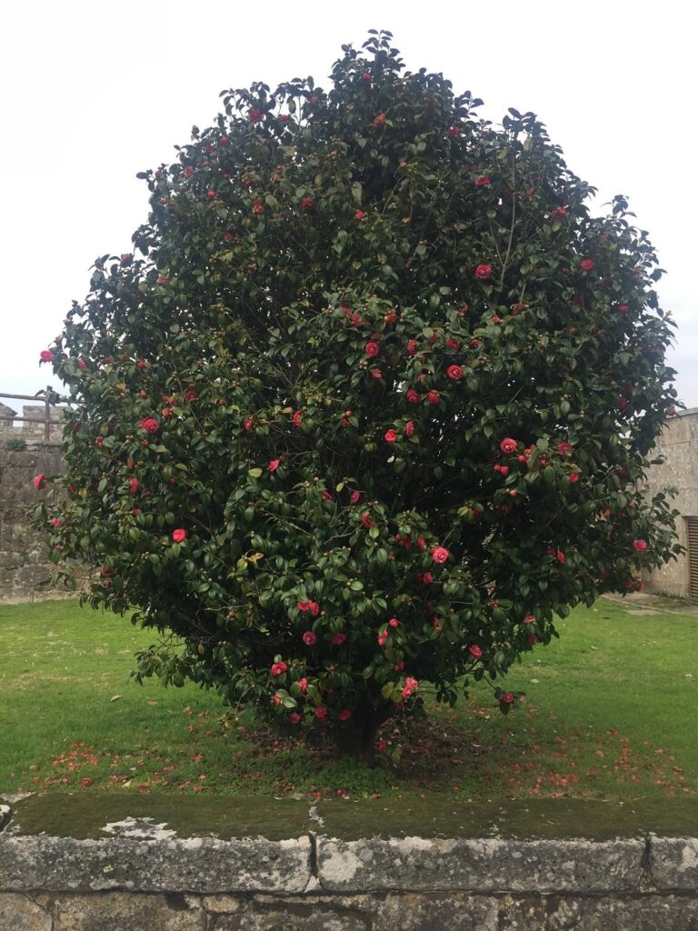 Camelia: Cuidados y Características de la flor más elegante