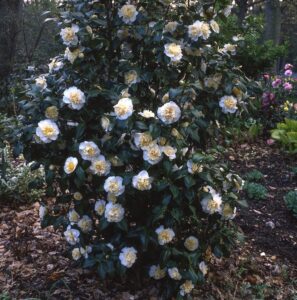 Camelia: Cuidados y Características de la flor más elegante