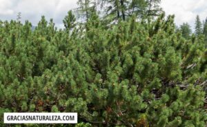 Pino negro (Pinus uncinata): Características, Ecología y Usos
