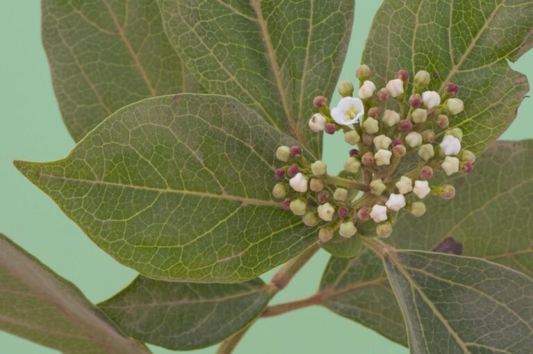 Durillo o Viburnum tinus: Guía de cuidados imprescindibles