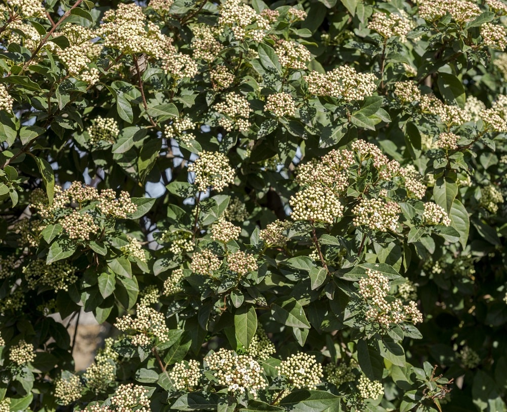 Durillo o Viburnum tinus: Guía de cuidados imprescindibles