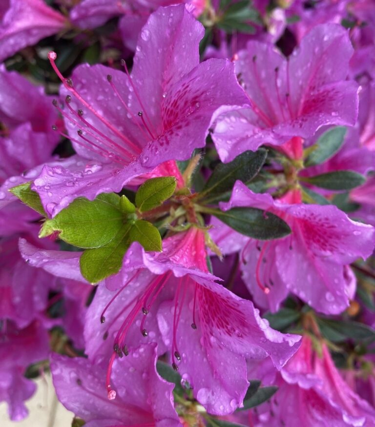 Rododendro: Guía de cuidados completa y fácil (con fotos)