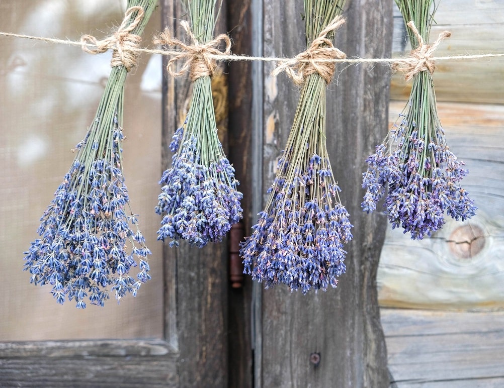 Cómo SECAR Lavanda: 5 Métodos que de verdad funcionan